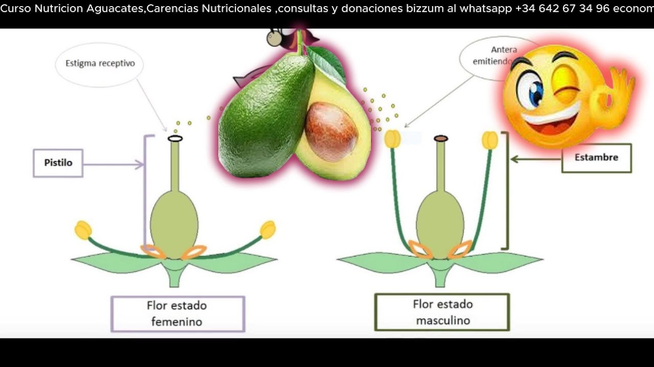 🌿🥑 Diferencias entre 🌸 flor macho y 🌼 flor hembra en el aguacate 📸 ...