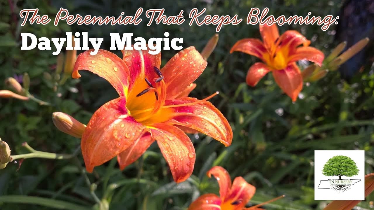 The Perennial That Keeps Blooming: Daylily Magic #flowergardening - YouTube