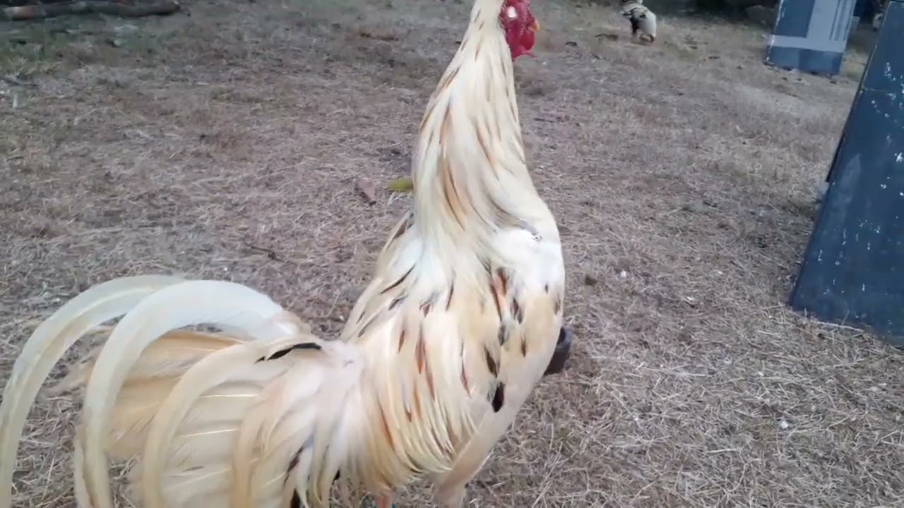 GAMEFARM CROWSLAND( QUALITY ROOSTER) wacnang white bloodlines CROSS ...