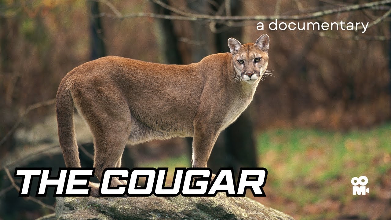 The Silent Hunter: Puma Concolor - The Cougar | Wildlife Big Cat ...