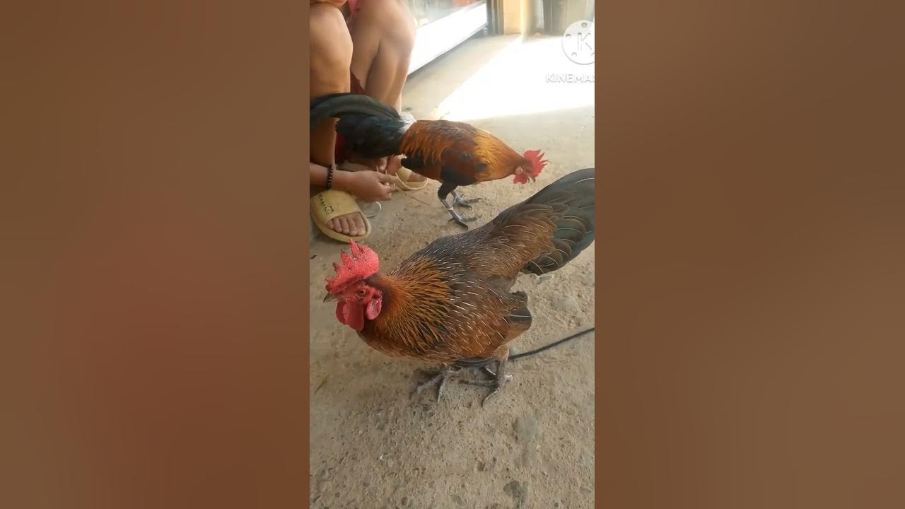 qaib dib thiab qaib qus - YouTube