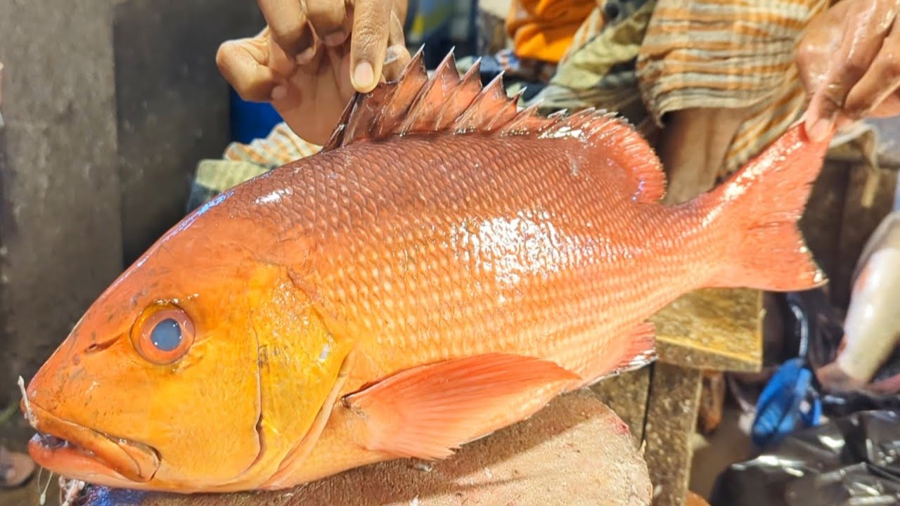 Amazing Cutting Style | Big Red Snapper Fish Cutting By Expert Fish ...
