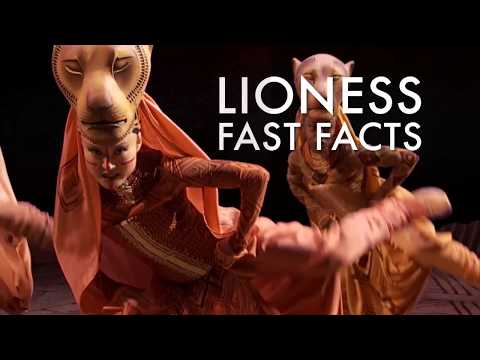 Fast Facts: Lioness
