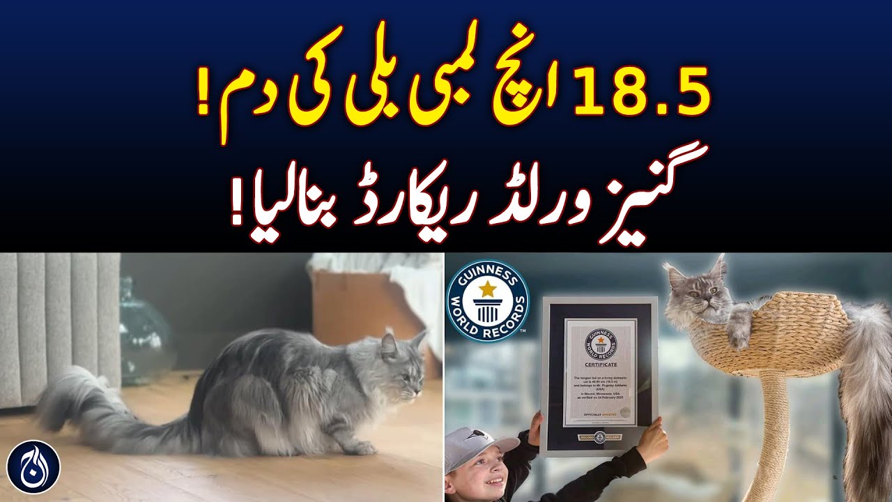Cat’s 18.5-Inch Tail Sets Guinness World Record! - Aaj News - Videos ...
