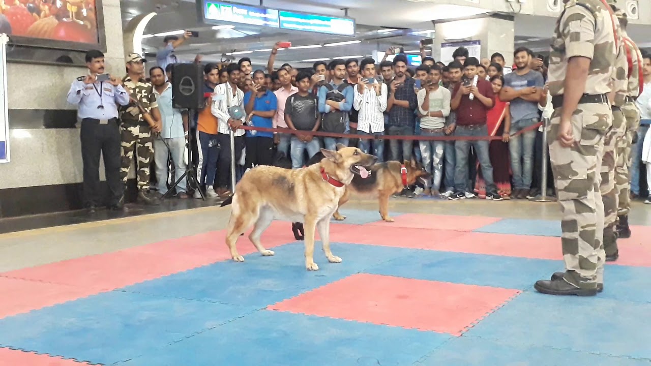 cisf dogs demo cisf training video #cisf #delhi_metro #training - YouTube