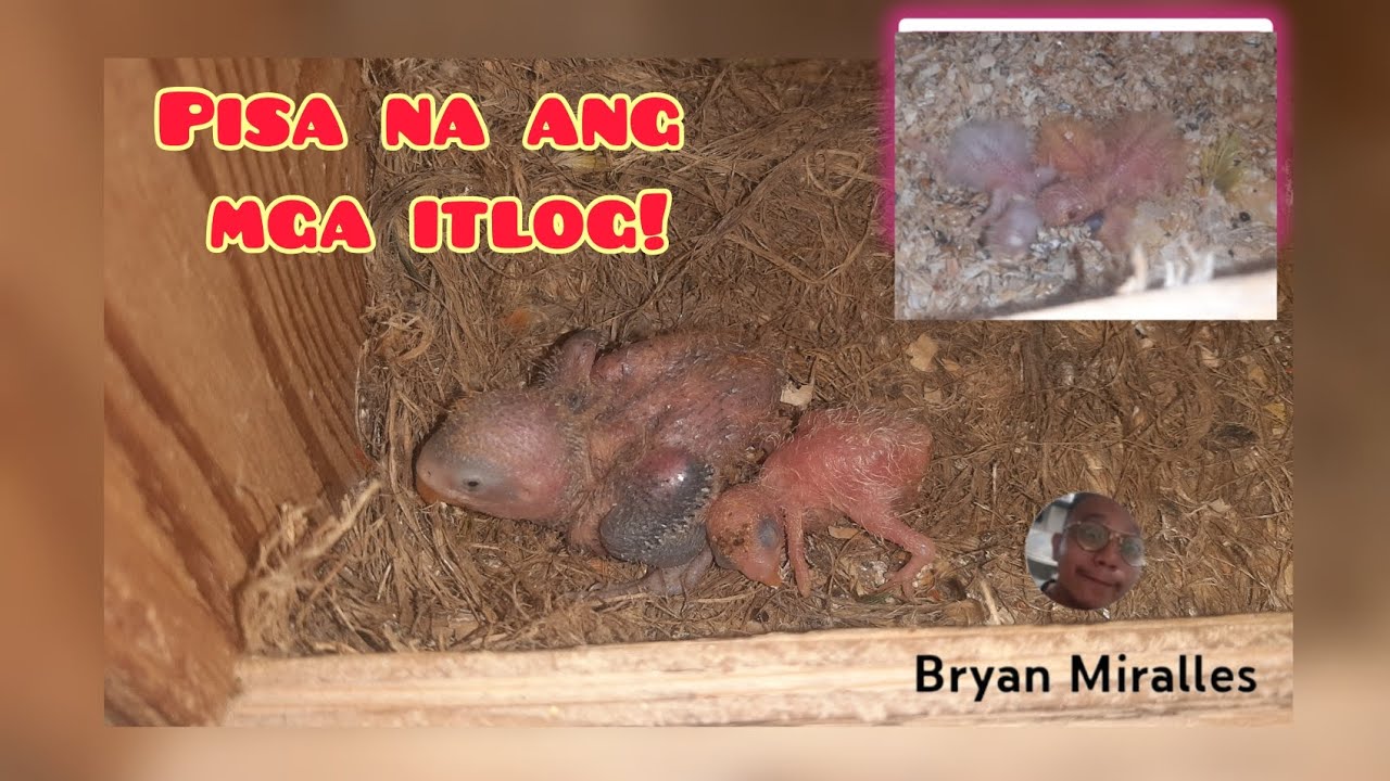 ALBS 2 GREEN SERIES NAG-ANAK NG BLUE SERIES? | LUTINO OPALINE PROJECT ...