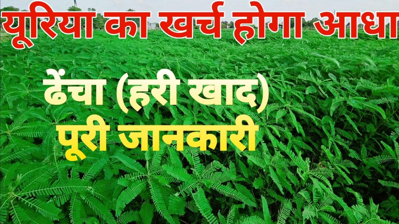 ढेंचा से हरी खाद बनायें । Dhencha ki kheti । Organic Nitrogen Sesbania ...