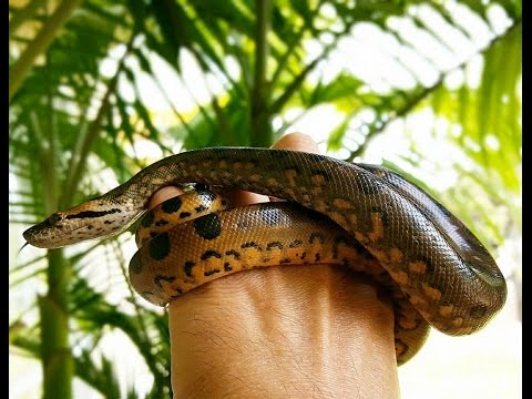 Baby Green Anaconda first feeding - YouTube