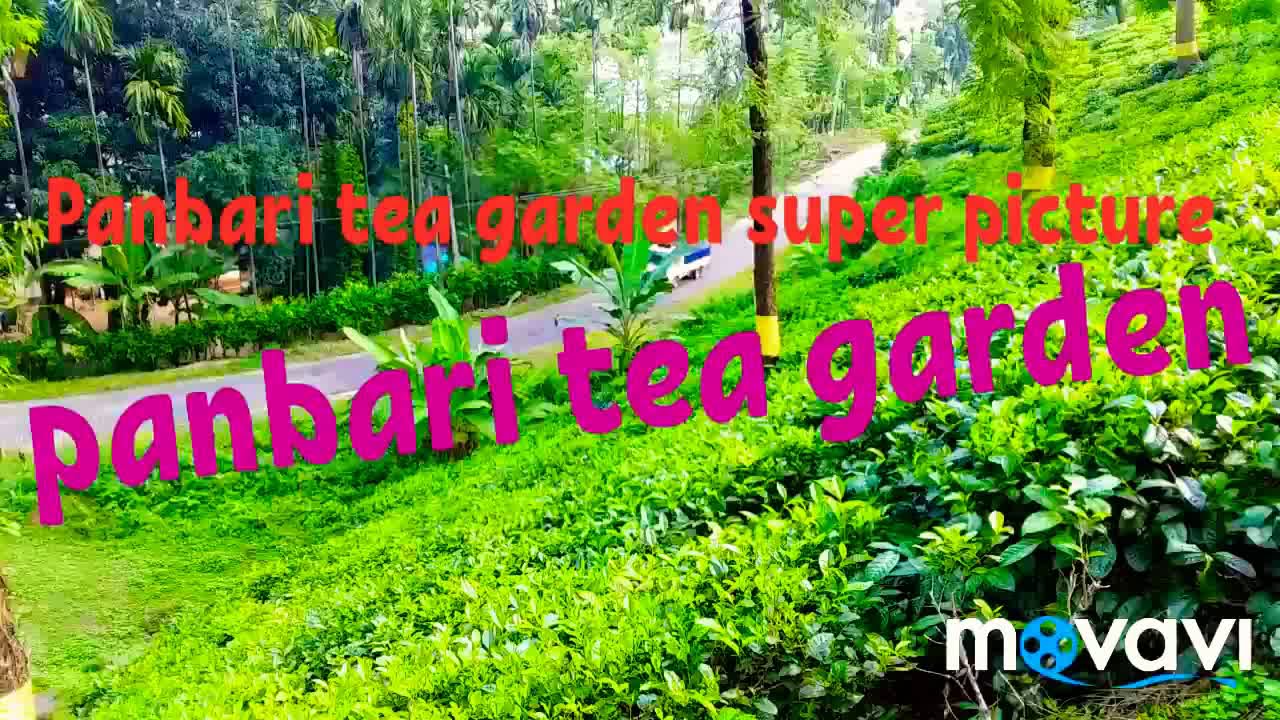 panbari tea garden/পানবাৰী চাহবাগিছা/guwahati panbari beautiful tea ...
