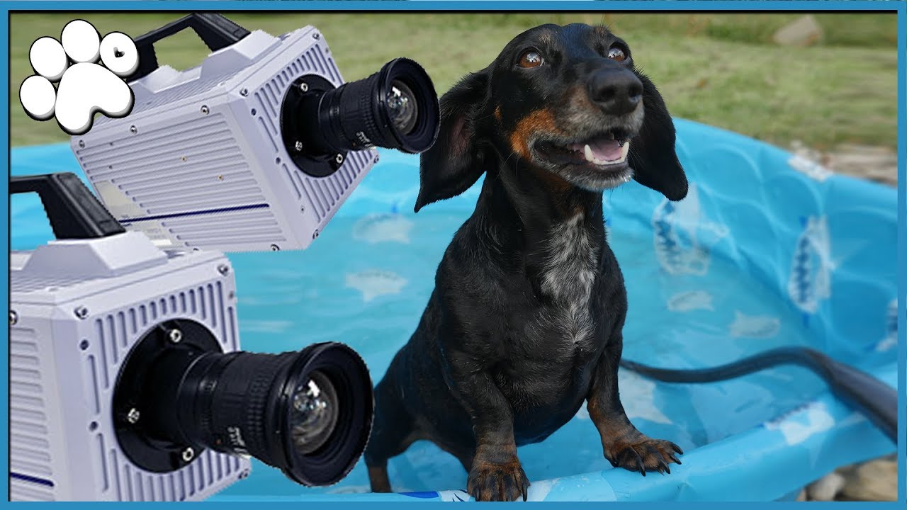 DOG SHAKE IN SLOW MOTION! - 2000 FPS - YouTube
