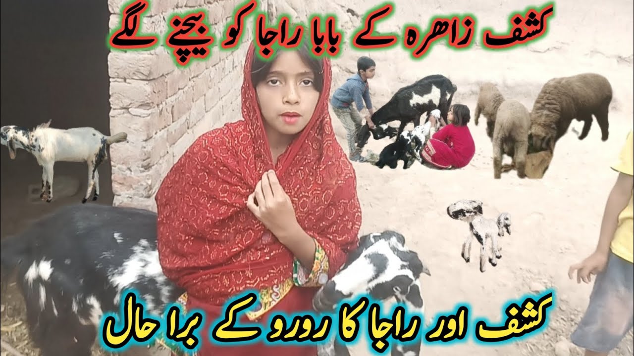 kashaf Zahra ka raja aj baba bechne lge |kashaf or raja ka ro ro k bura ...