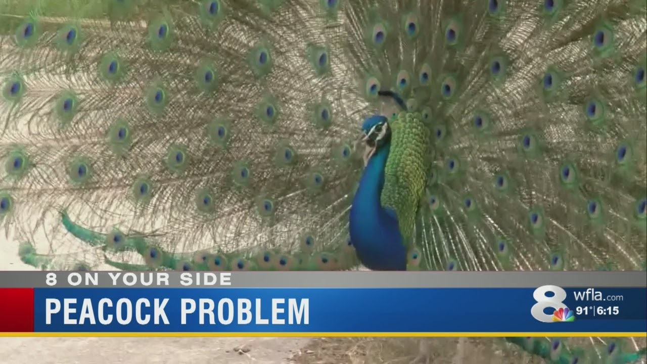 Peacock Problems In Pinellas County People Are Killing The Birds Law