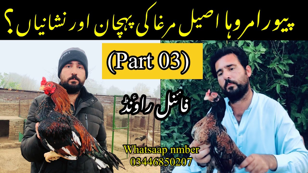 Pure amroha aseel ki pehchan (part 03) || amroha asil murgha discussion ...