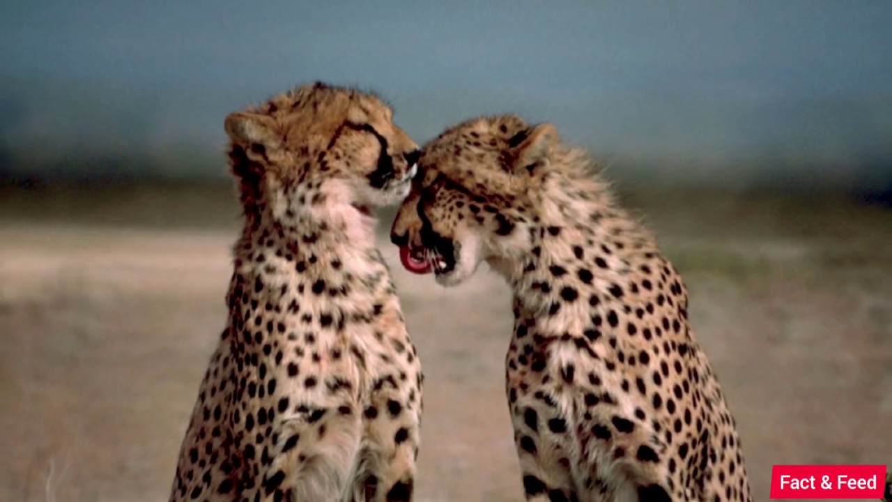 Facts about Cheetah || The fastest Living Animal on the planet ...