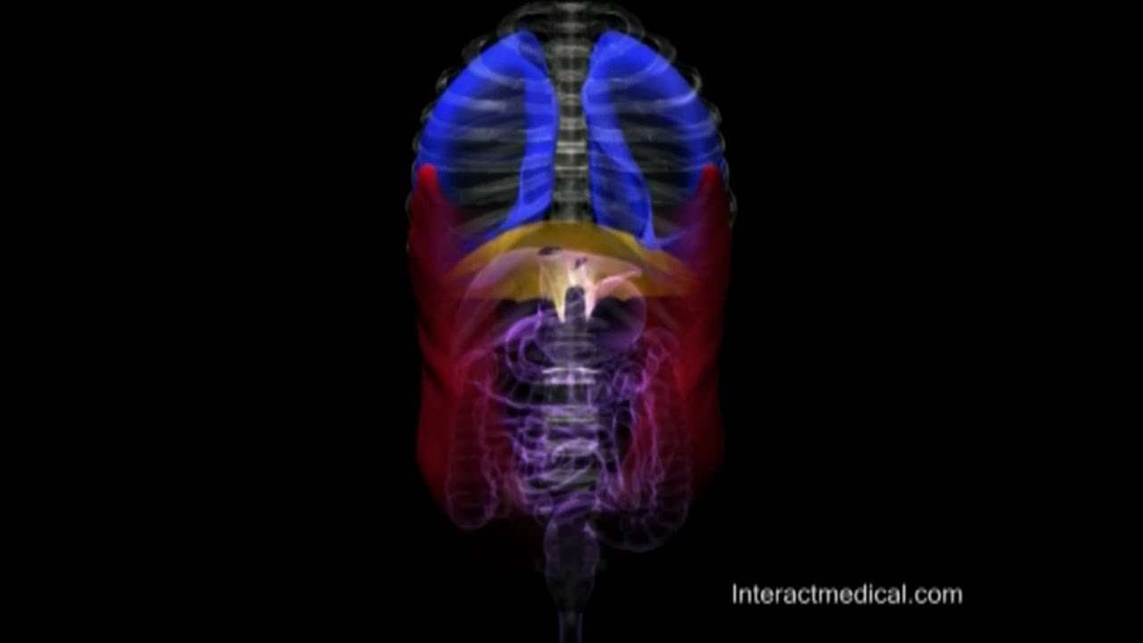 Normal Respiratory Cycle - YouTube