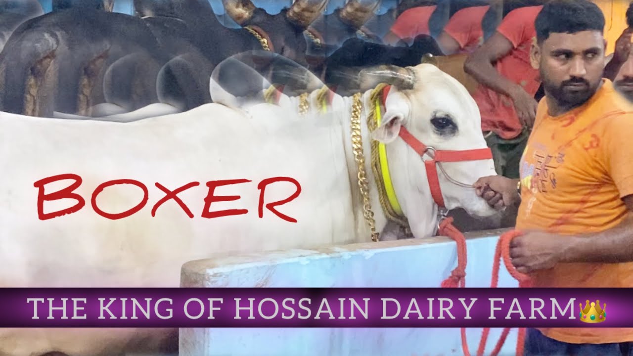 BOXER | THE KING OF HOSSAIN DAIRY FARM🔥 - YouTube