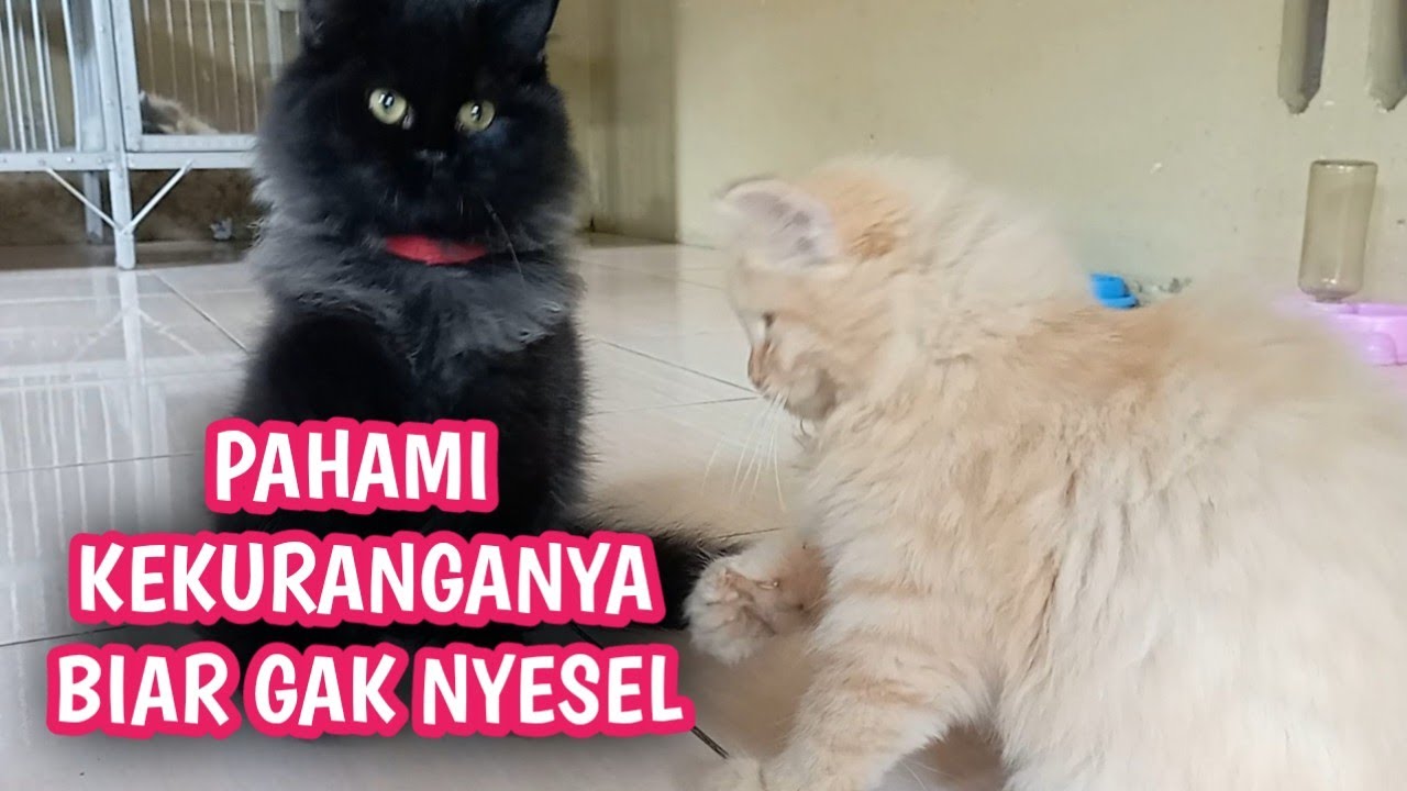 RIVIEW KUCING PERSIA(LONG HAIR) BULU PANJANG - YouTube
