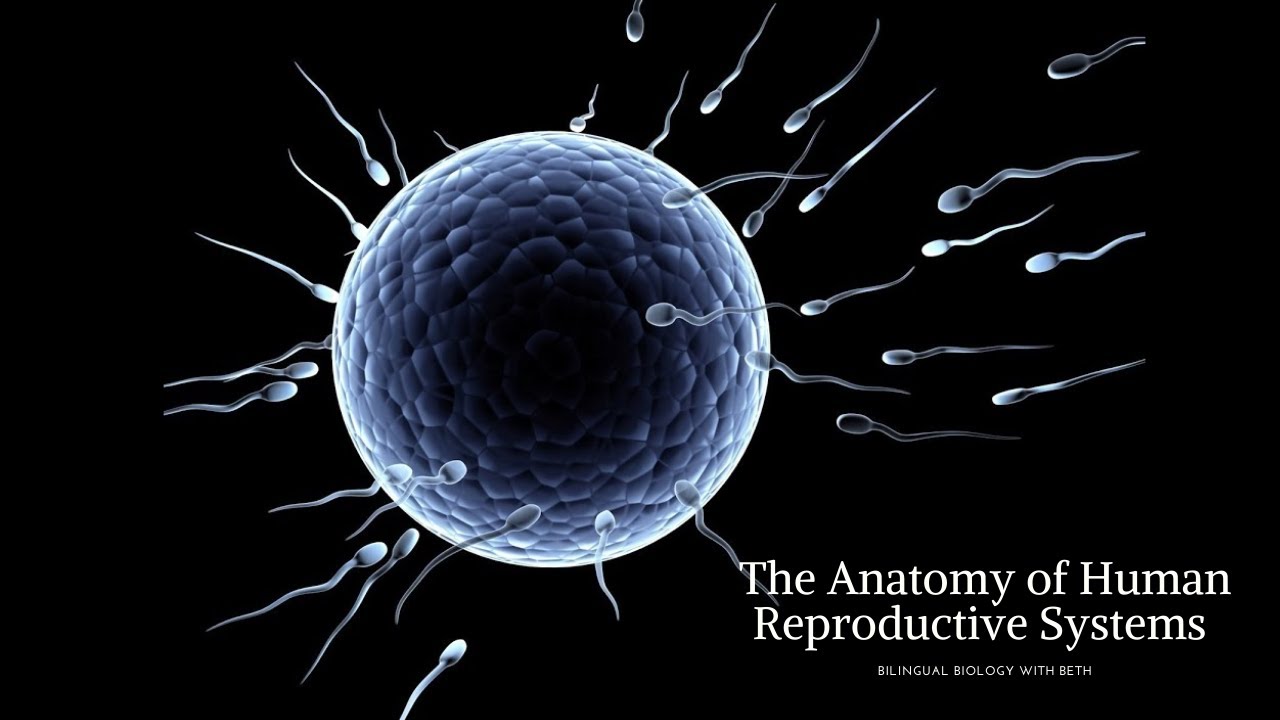 'Anatomy of the Human Reproductive Systems' | Biology | Bilingual ...