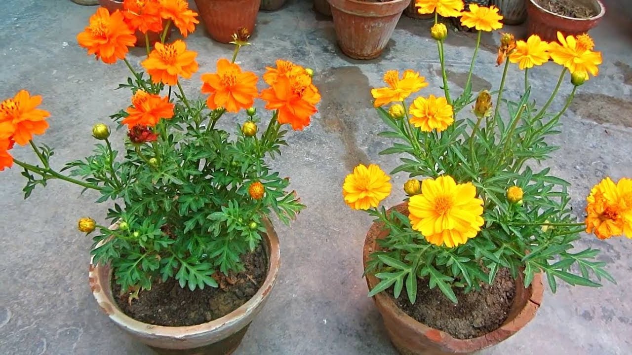 How To Make Your Cosmos Plant More Bushy & Flowery In Summer | Caring ...