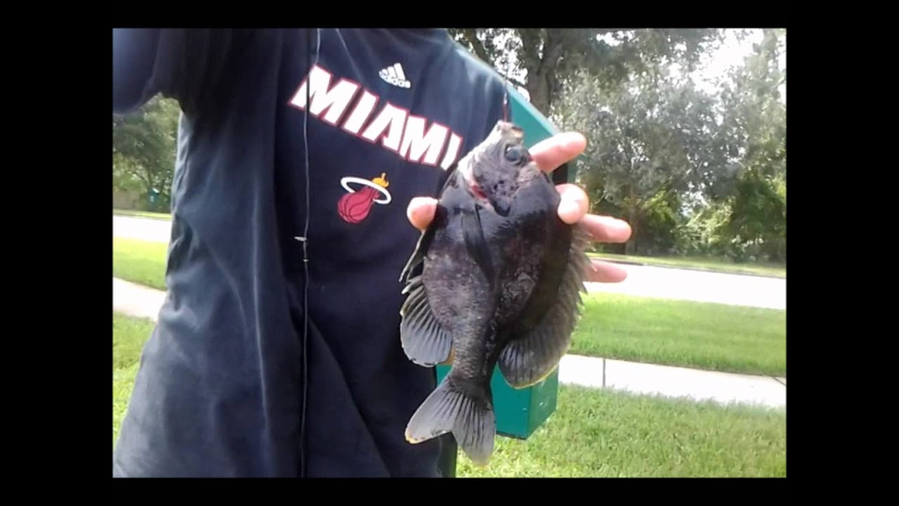 BIG Coppernose Bluegill Caught In Local Pond - YouTube