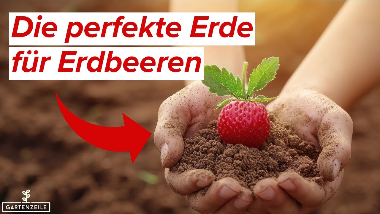 Erdbeeren Erde Kaufen