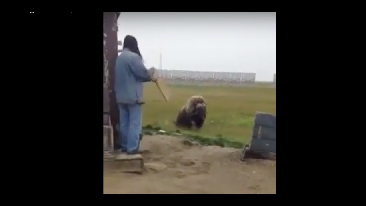 Musk Ox Attacks Dog!!! | Wales, Alaska - YouTube