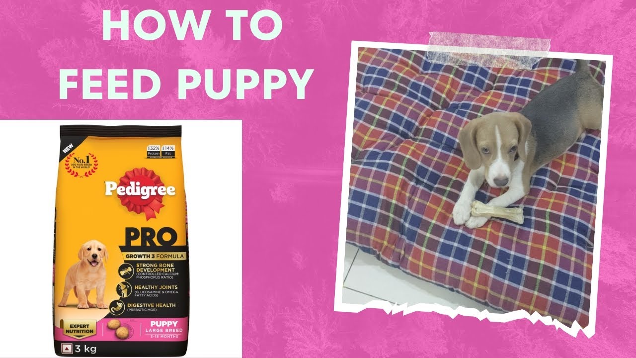 HOW TO FEED PUPPY | PEDIGREE PRO - YouTube