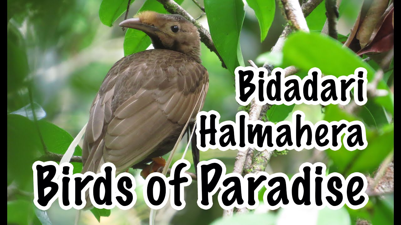 #2 Bidadari Halmahera (Semioptera wallacii) / Wallace's Standardwing ...