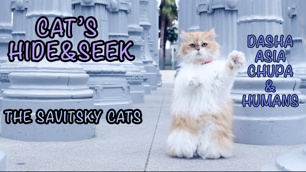 Cat's hide&seek - The Savitsky Cats - YouTube