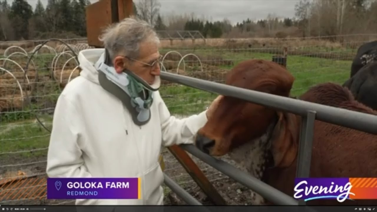 Living The Cow Life: A Glimpse Into Goloka Farm In Redmond - YouTube