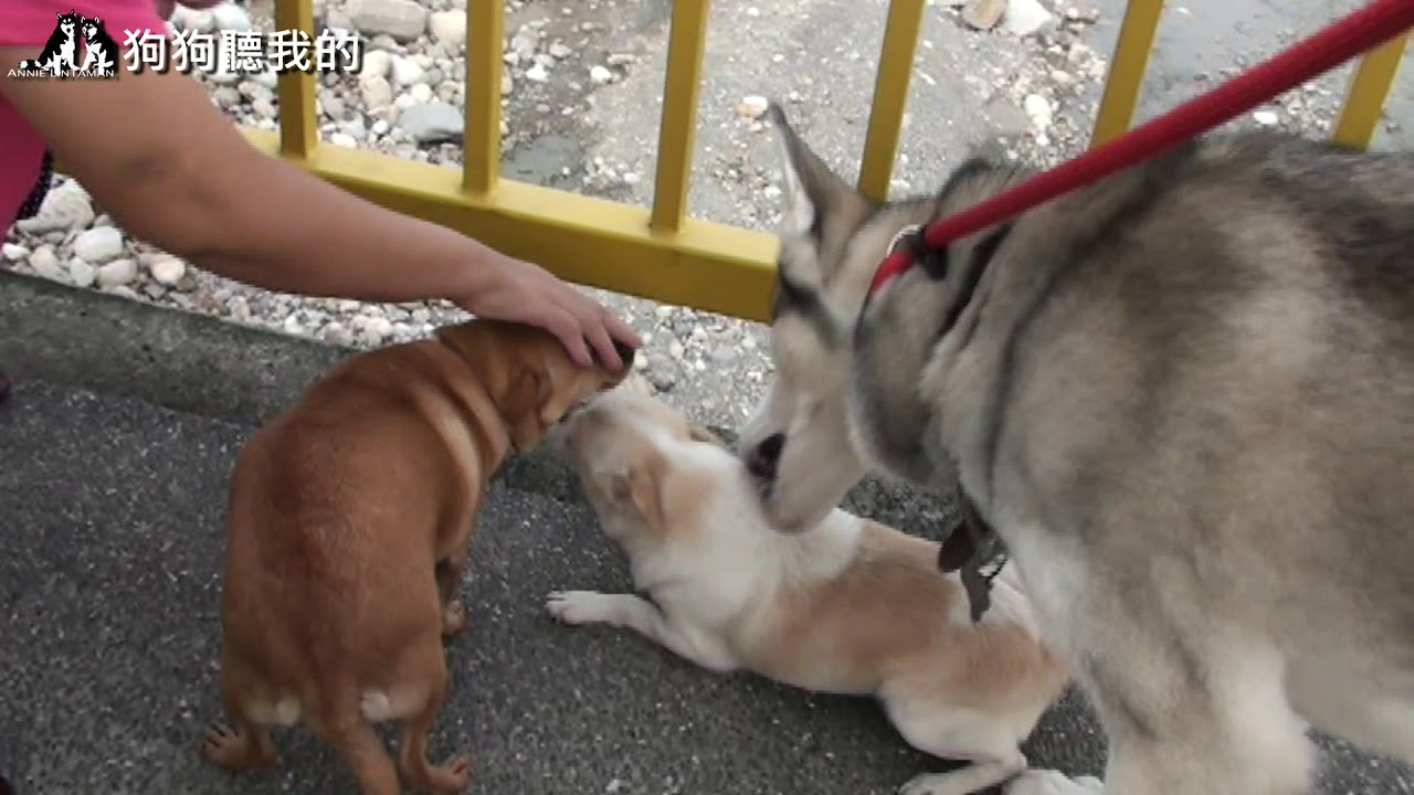 狗狗聽我的 - 圓圓如何應強勢狗來作客 (How does a dominant dog host a dominant guest ...