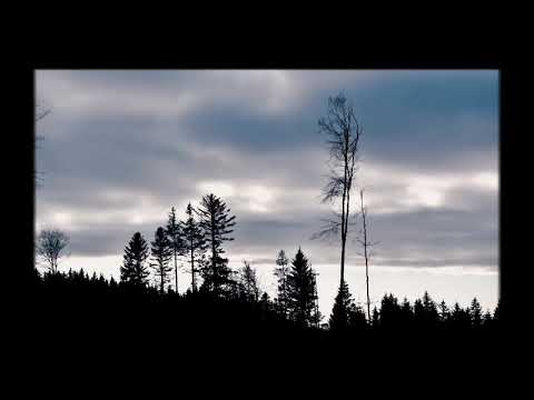 Irgendwo im Wald am Lindenberg in der Schweiz Timelaps