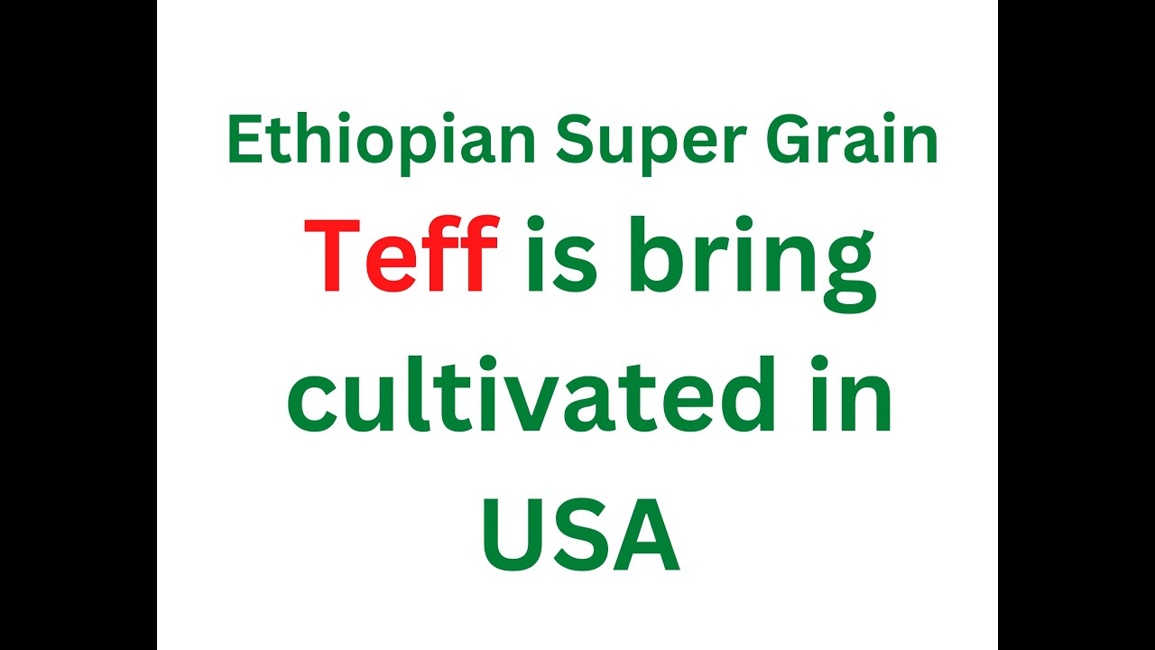 Ethiopian Super Grain Teff in USA - YouTube