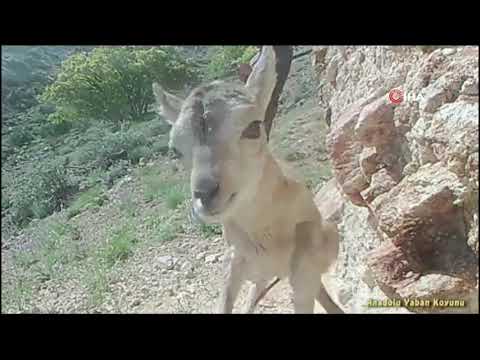 O Koyunun Sayısı Ülke Genelinde Bin 131’e Ulaştı