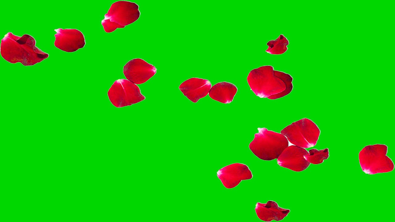Rose Petals I Green Screen I HD - YouTube