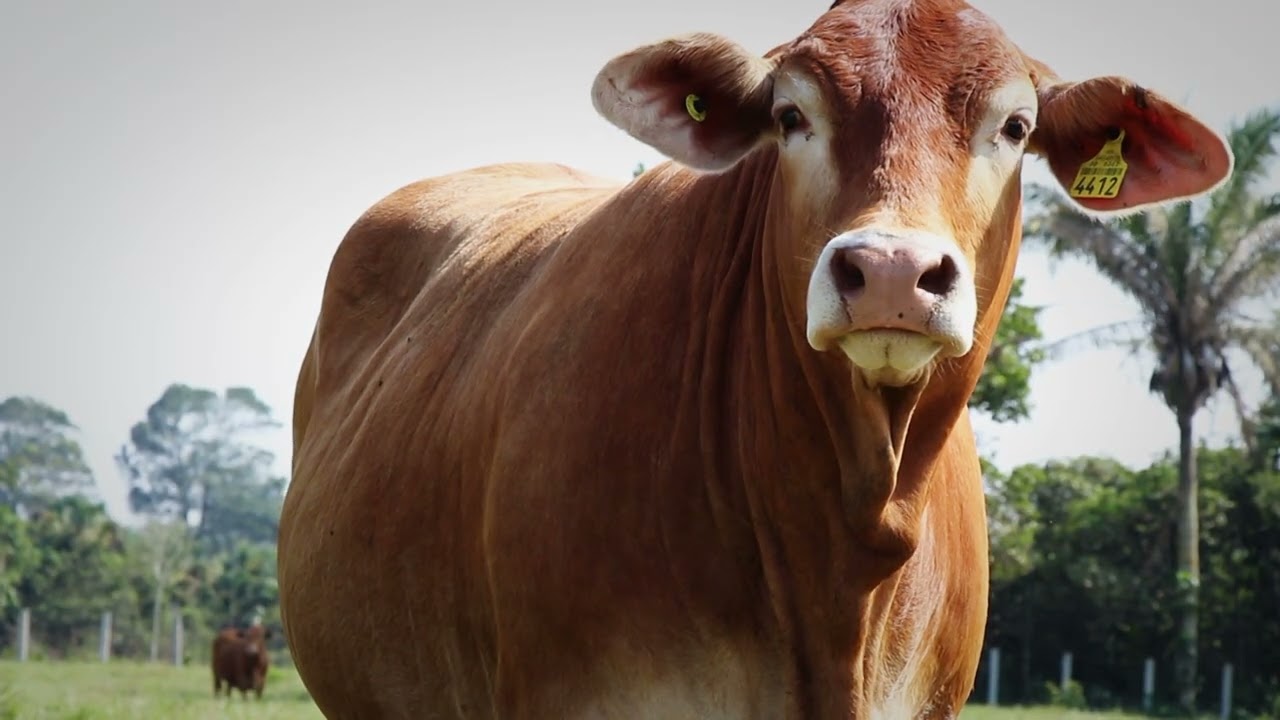 Ganado Beefmaster - Tu mejor opción - YouTube