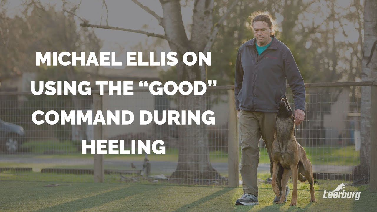 Michael Ellis on Using the “Good” Command During Heeling - YouTube