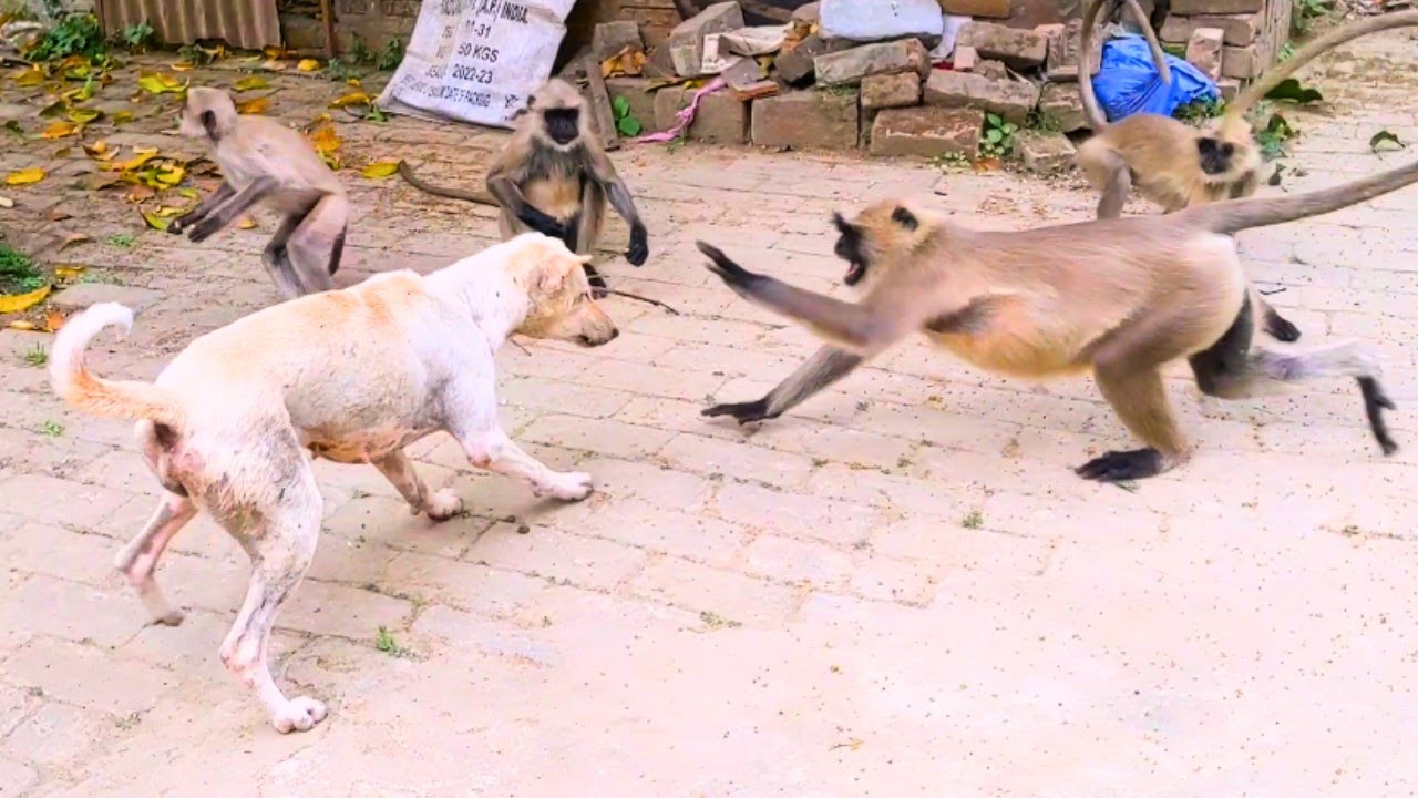monkey and dog fighting funny video.🥊Dog vs monkey fight India.langur ...