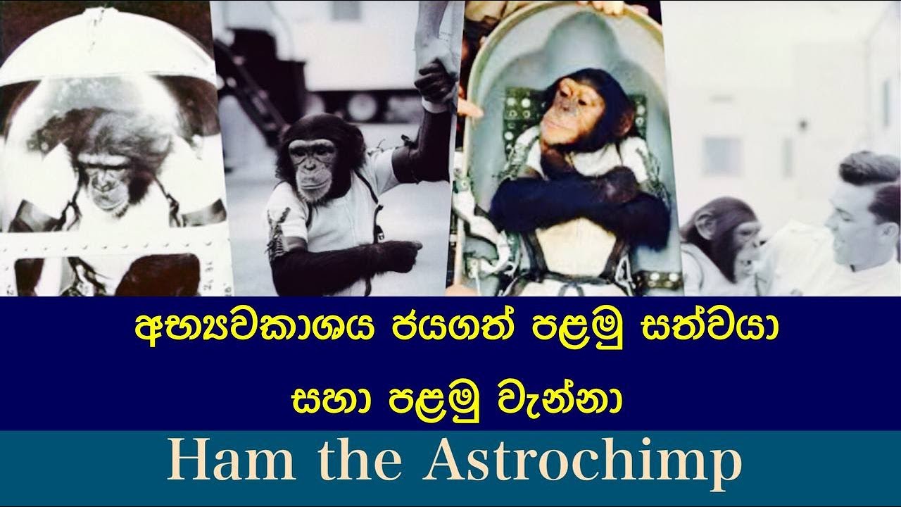 අභ්‍යවකාෂ‍ය ජයගත් පළමු වැන්නා | Ham the Astrochimp - YouTube