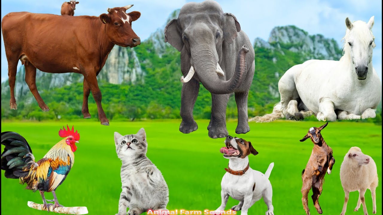 Farm Animal Sounds: Elephant, Cow, Horse, Chicken, Cat, Dog, Goat ...