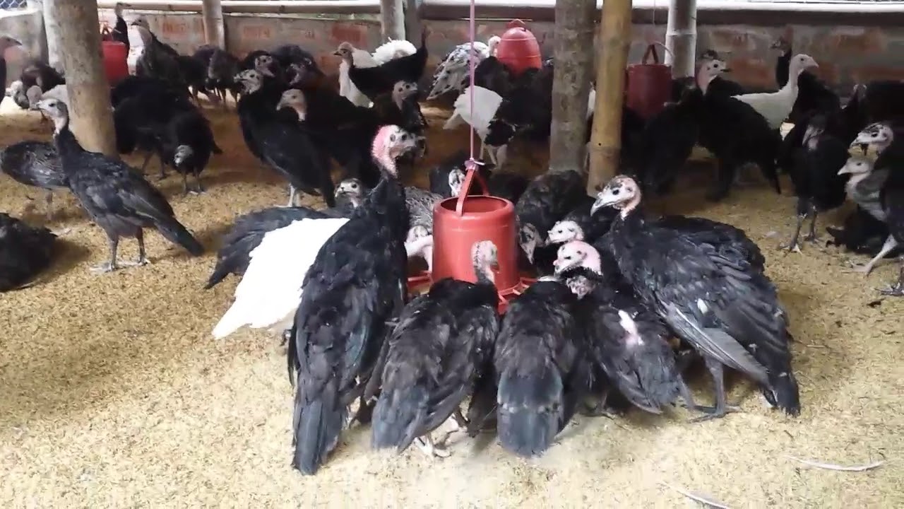 2 Month Turkey baby Abalable=01776907000 - YouTube