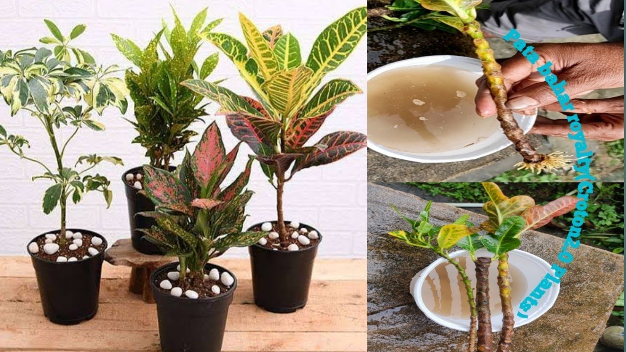 How To Make Pata Bahar(Croton Plant) Grafting Prosess//💯% Success//# ...