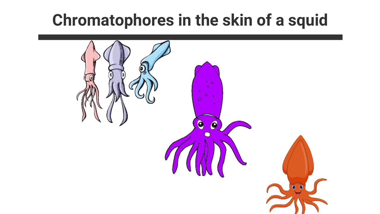 Chromatophores in the skin of a squid - YouTube
