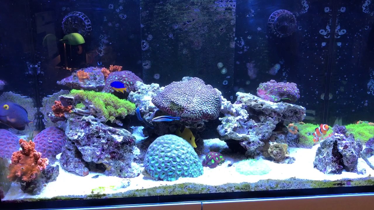 Practical Reef - 11 months - YouTube