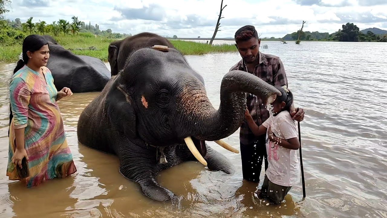 skarebyalu elephant 🐘 camp sakrebyle elephant camp #elephant ride ...