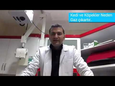 Kedi ve Köpekler Neden Gaz Çıkartır.