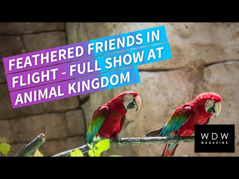 Feathered Friends in Flight! - Full show at Animal Kingdom - YouTube