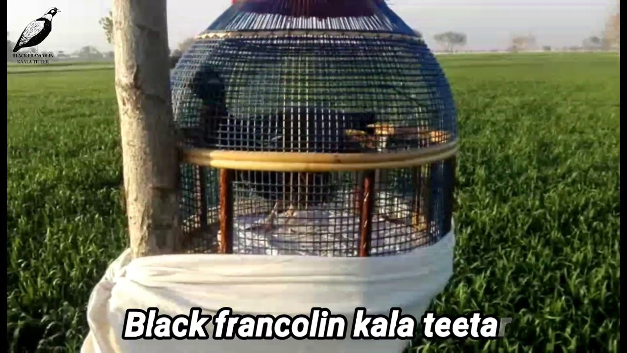 Kala teetar new voice video 2020 black francolin - YouTube