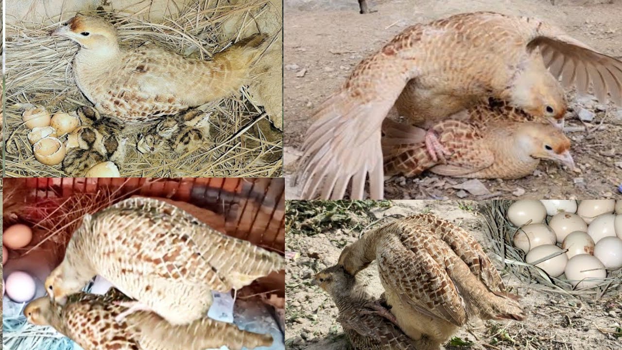 Video of partridges from eggs to chicks|Full Video of partridge From ...