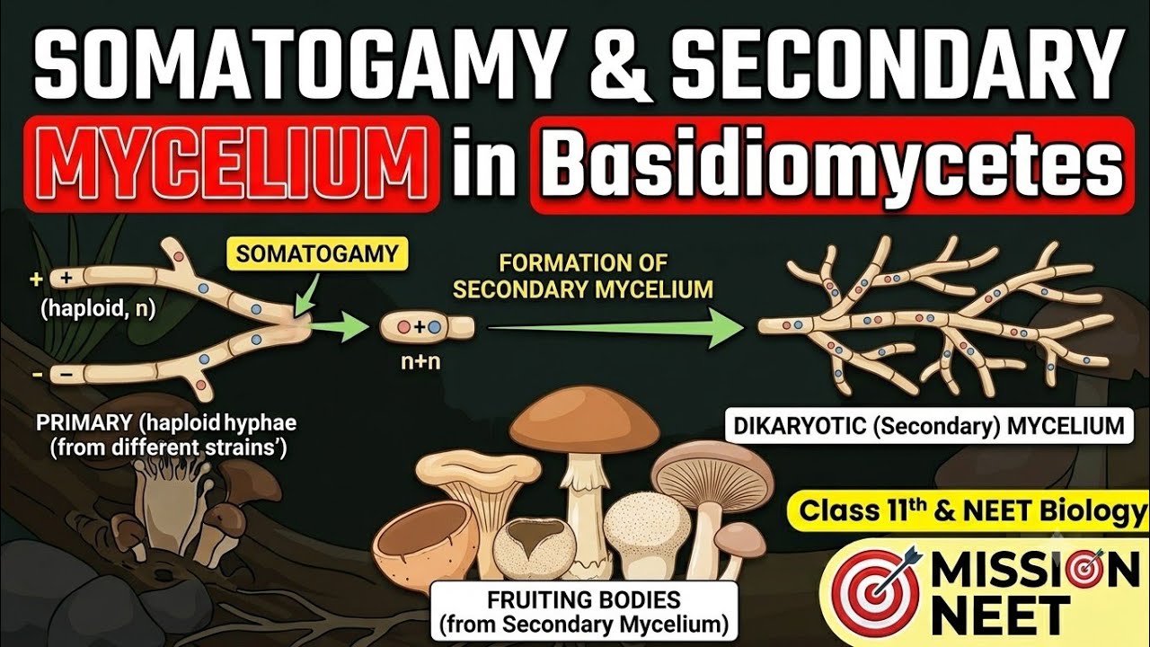 SOMATOGAMY AND FORMATION OF SECONDARY MYCELIUM IN BASIDIOMYCETE FUNGI ...